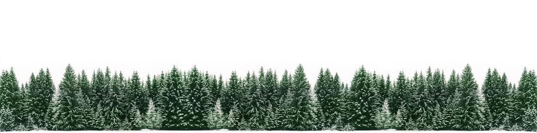 How to dispose of your Christmas Tree | Skoup